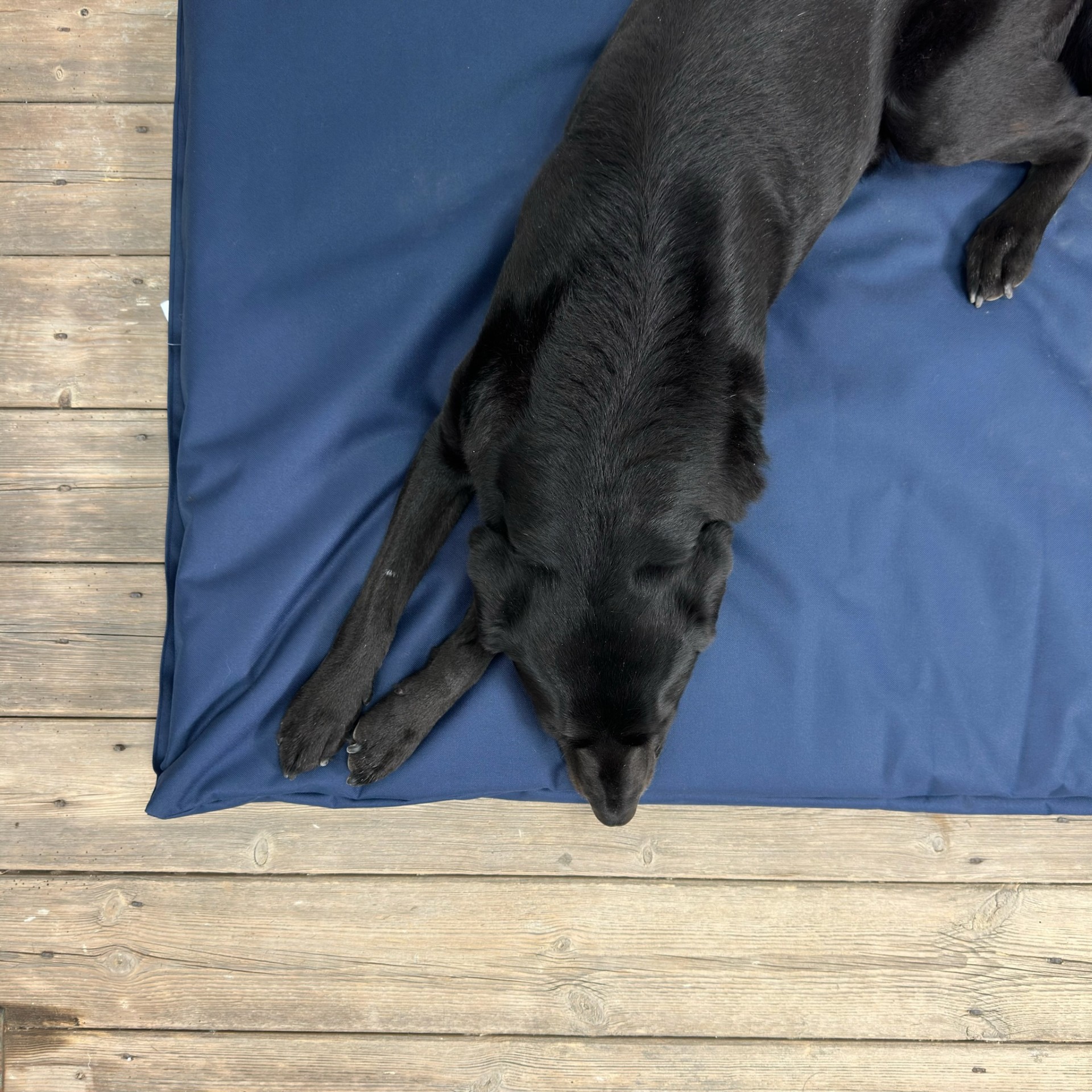 Navy Blue Waterproof dog mat, Tough pad, dog bedding for pet cages ...