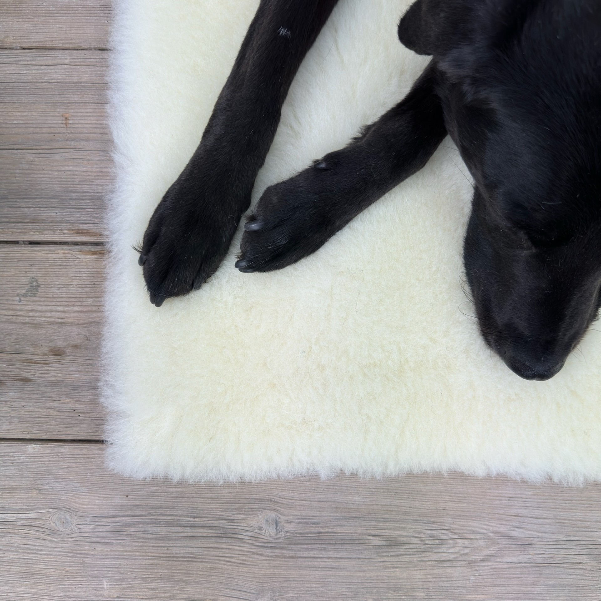 Vet Bed, Vet Bedding, High Grade VetBed rolls and cut to size. Uk Made ...