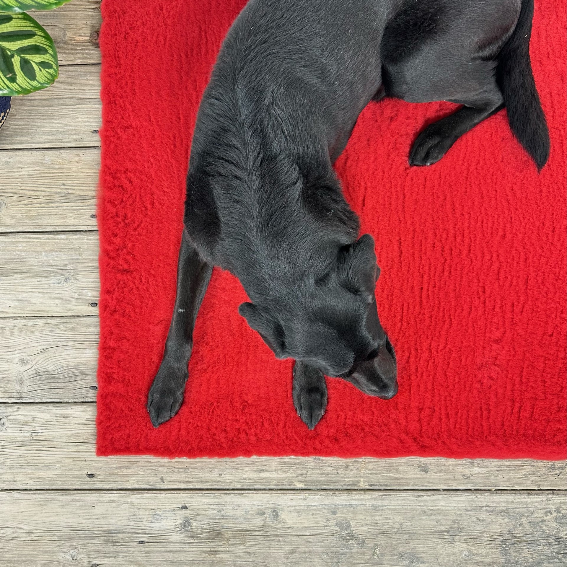 Vet Bed, Vet Bedding, High Grade VetBed rolls and cut to size. Uk Made ...