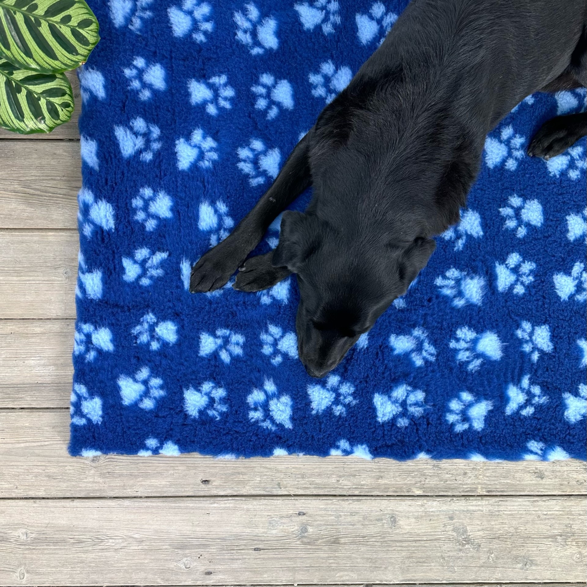 Vet Bed, Vet Bedding, High Grade VetBed rolls and cut to size. Uk Made ...