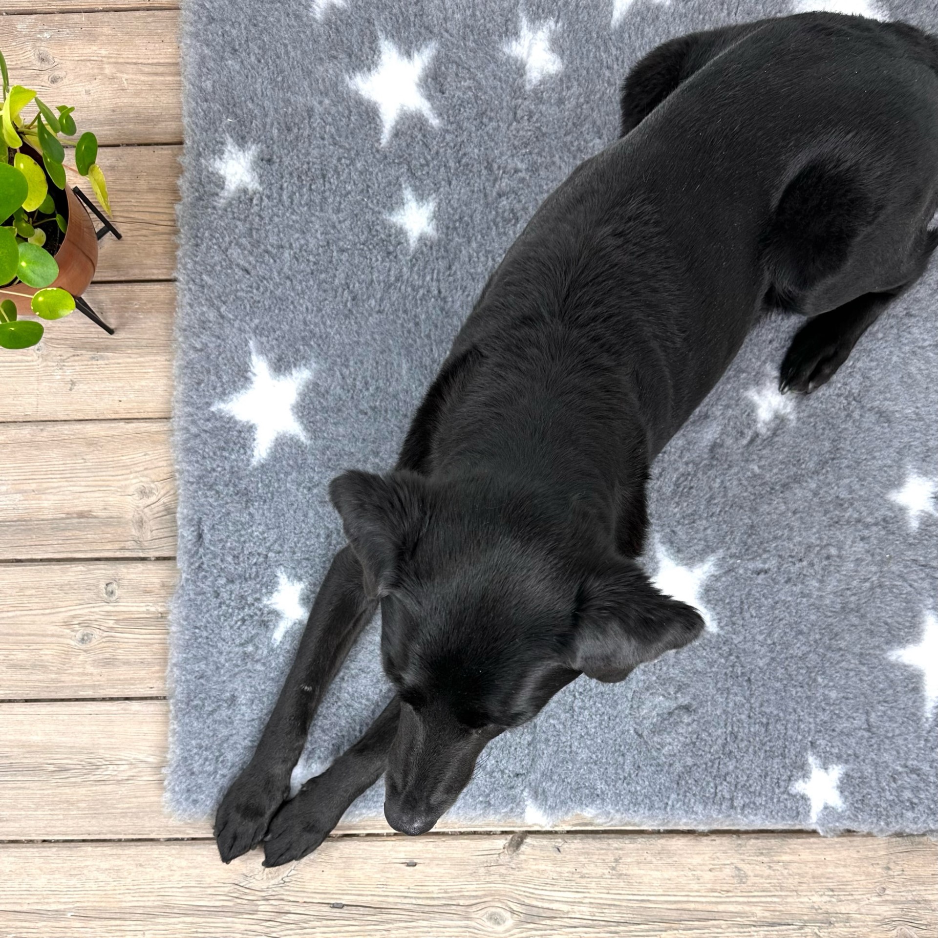 Vet Bed, Vet Bedding, High Grade VetBed rolls and cut to size. Uk Made ...