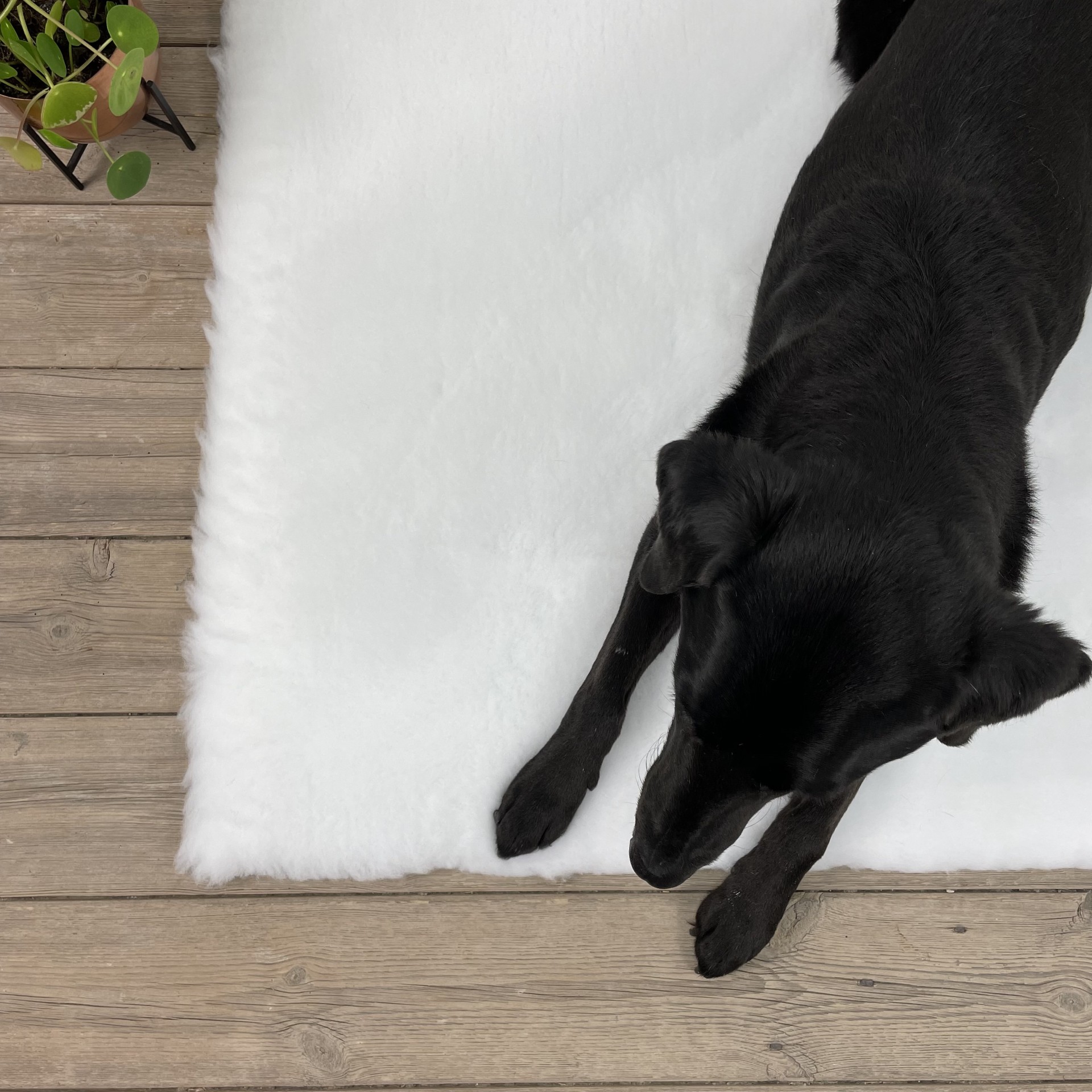 Vet Bed, Vet Bedding, High Grade VetBed rolls and cut to size. Uk Made ...